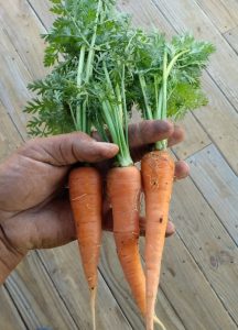 Carrots Good For You? Plus 3 Unique Carrot Recipes - Isle Acre Farms