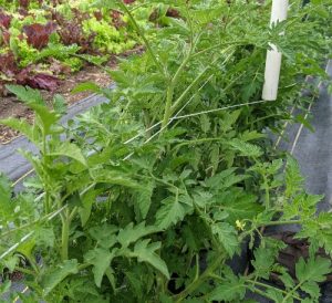 How to Trellis Tomatoes: The Insane Time Saving Technique - Isle Acre Farms